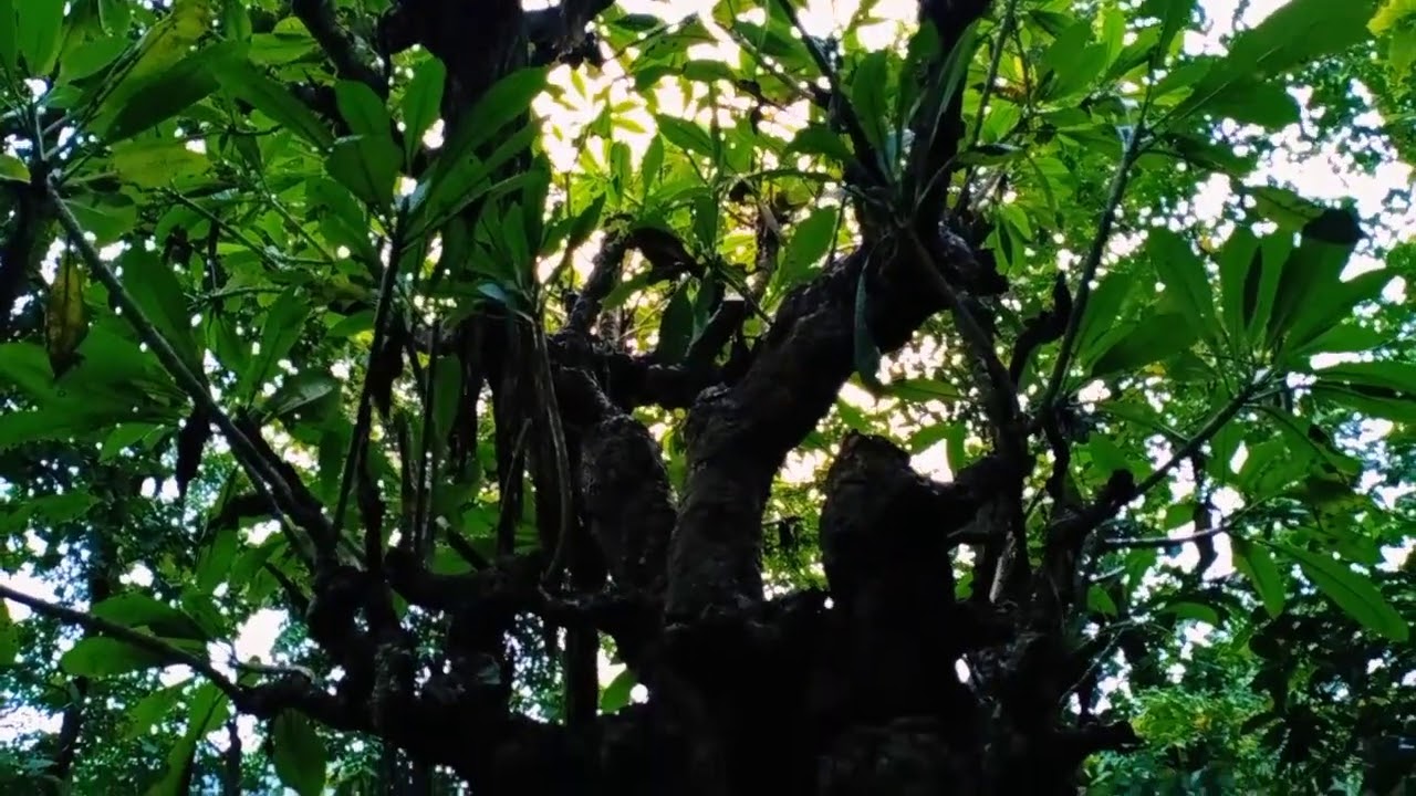 Amazing Trees in India (Chafa). - YouTube