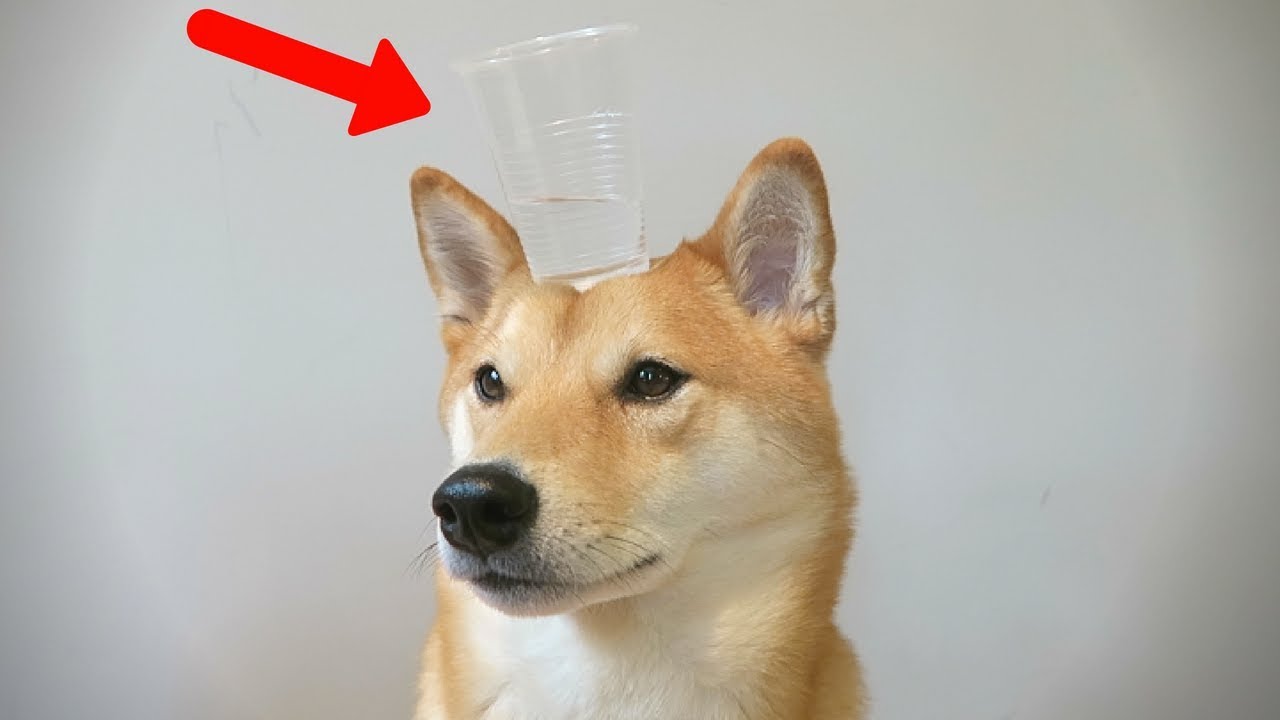 Dog Balances Cup of Water on Head. - YouTube
