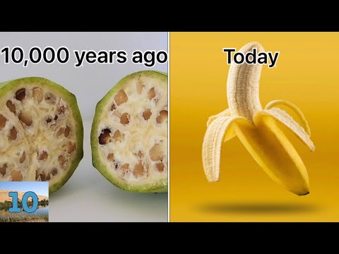 Fruits that changed their looks over time - YouTube