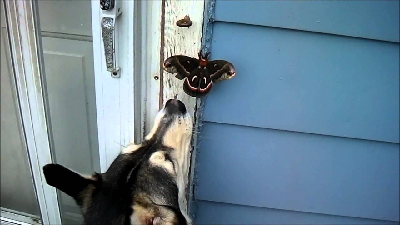 Giant Moth vs. Fluffy Husky - YouTube