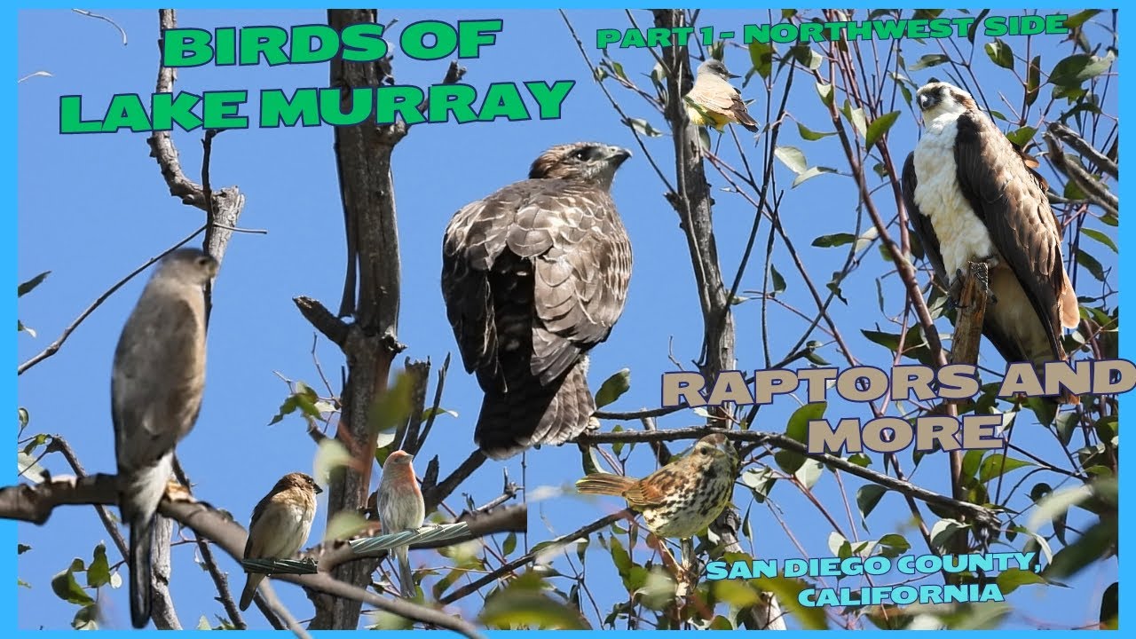 Birds of Lake Murray Part 1 - Raptors and More - Northwest Side - San ...