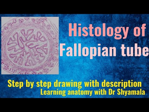 Histology of Fallopian tube. Step by step drawing with description ...