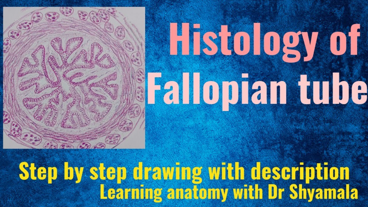 Histology of Fallopian tube. Step by step drawing with description ...