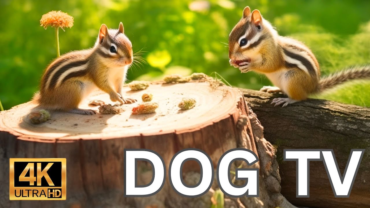 Videos for Dogs (Dog TV - 3 Hours + Playful Squirrels & Birds for ...