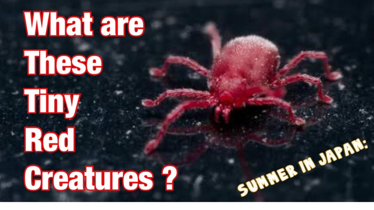 SummerJapan | What are these Tiny Red Creatures? - YouTube