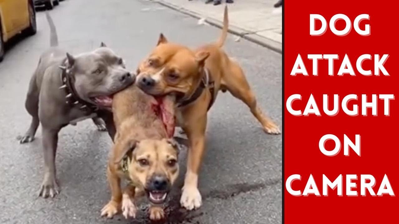 Pitbull Attack Caught on Camera Shocking Street Encounter - YouTube