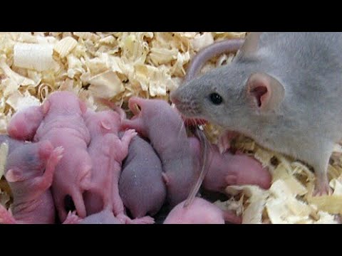 10 TOPOLINI APPENA NATI MI FANNO MORIRE DI PAURA - YouTube