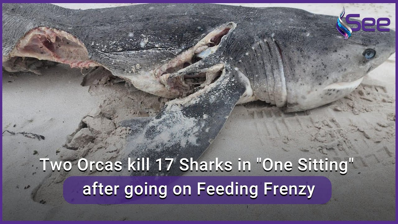Two Orcas kill 17 Sharks in "One Sitting" after going on Feeding Frenzy - YouTube