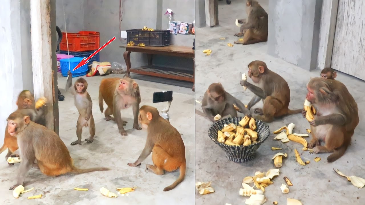 सुबह सुबह वानर सेना की बहुत ही मस्ती भरी पार्टी | Feeding Bananas To Hungry Monkeys| Feeding ...