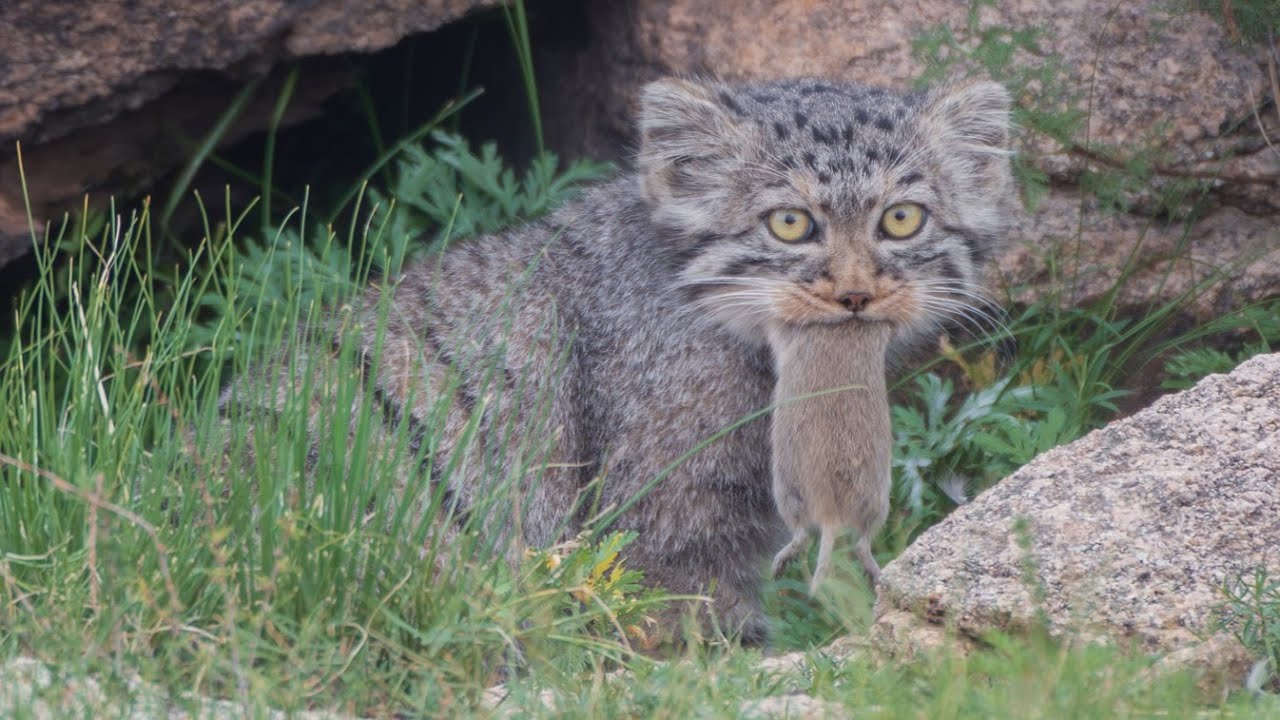 The Hunt of the Steppe: Pallas’s Cat vs. Vole - YouTube