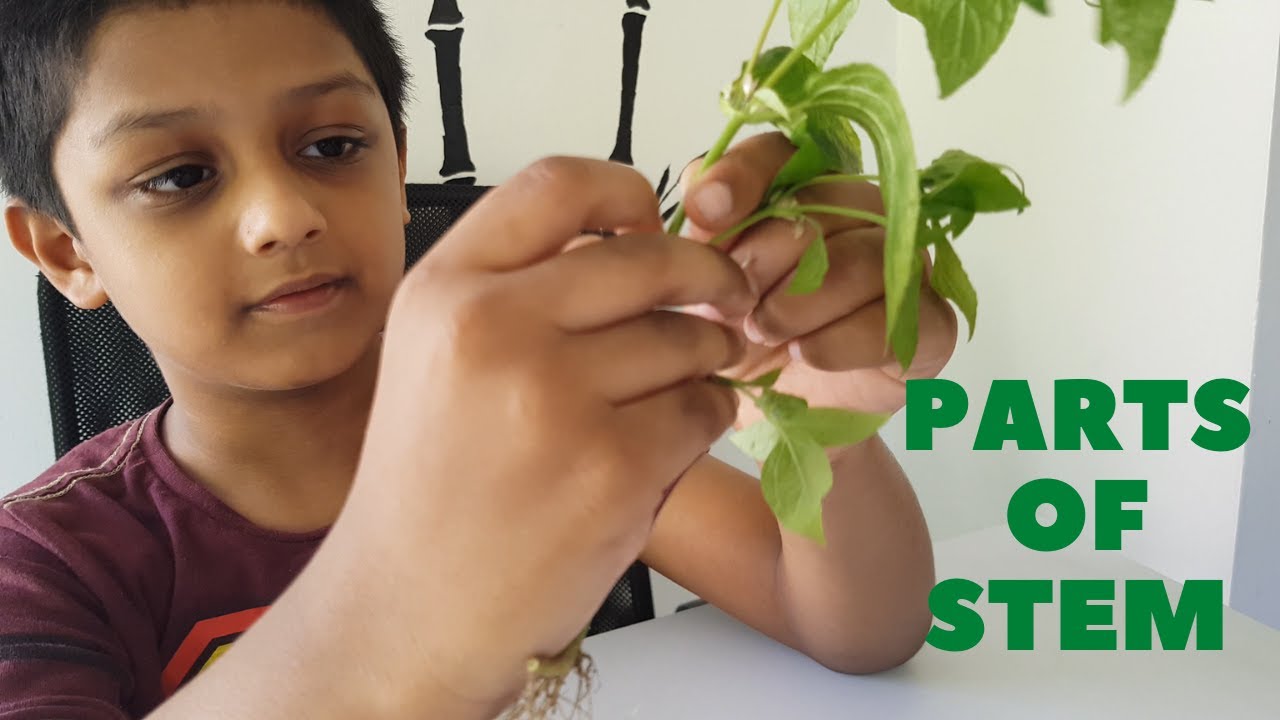 Parts of stem and their functions explained for kids - YouTube