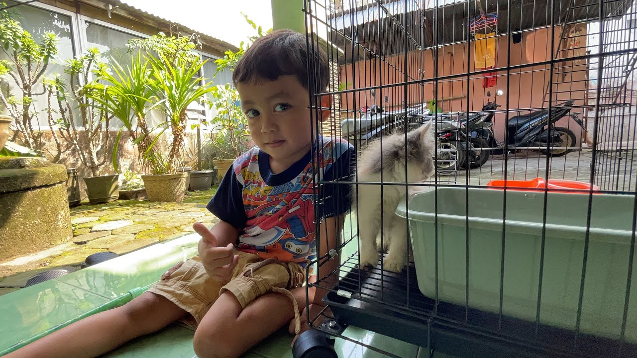kucing baru - YouTube