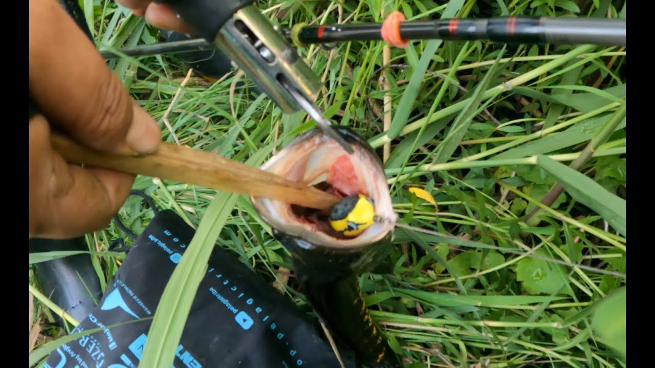 Snakehead fishing | Porom Faba | Last fish surprised us!!! - YouTube