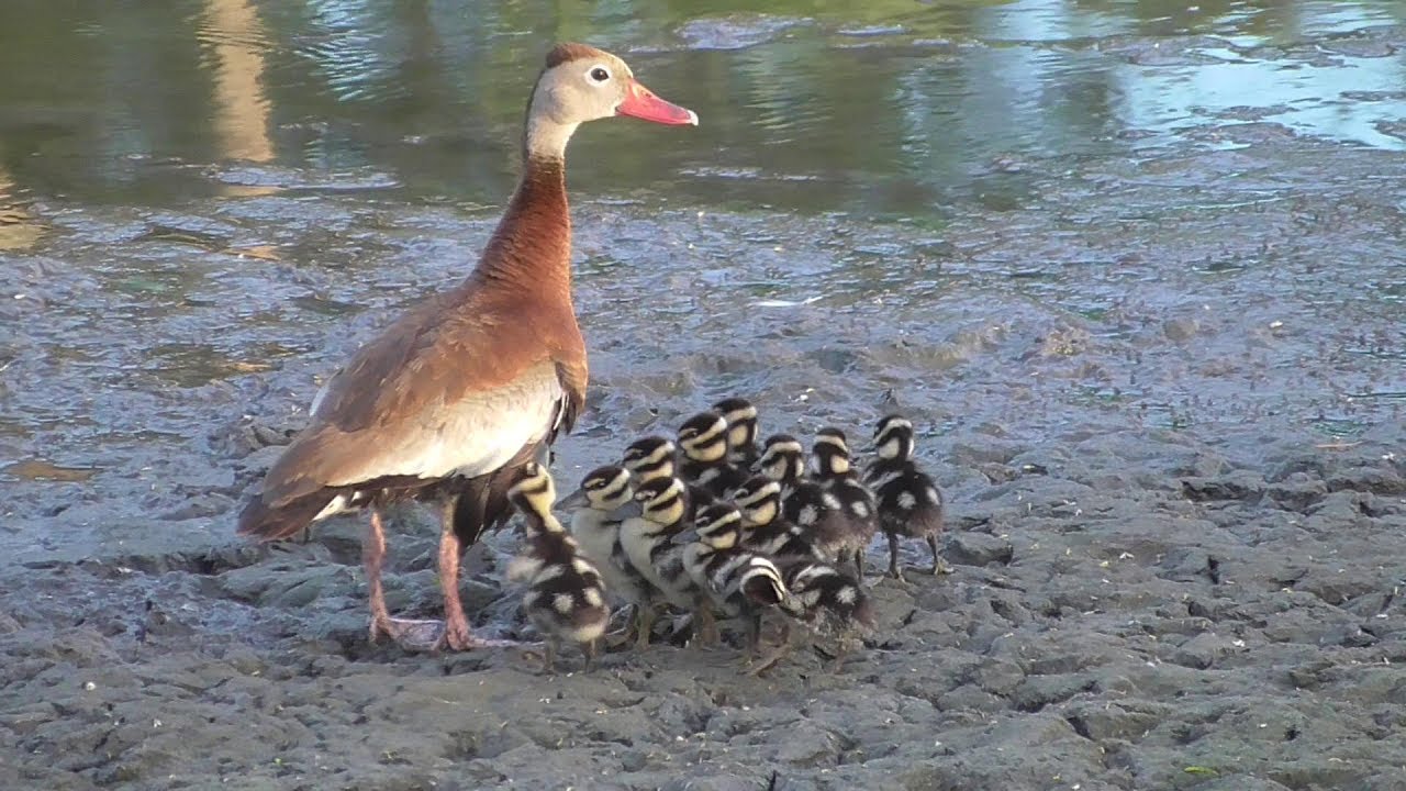 Black-bellied Whistling Duck family. Los Fresnos, Texas. - YouTube