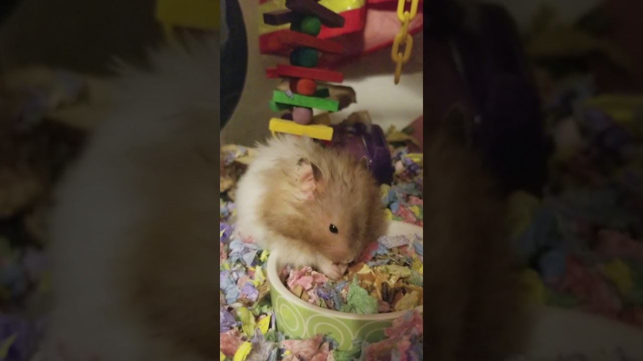 Cute hammy chowin down - YouTube