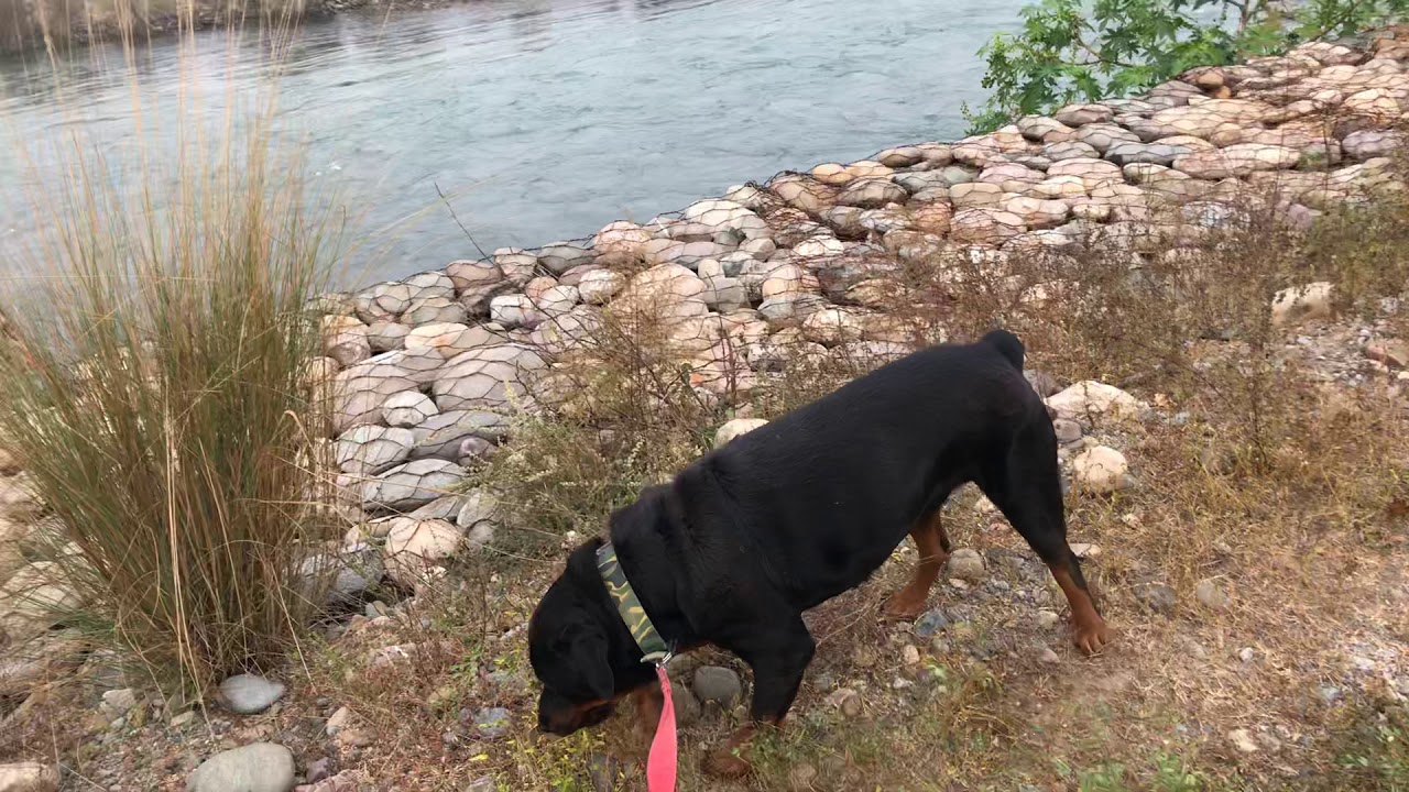 Jerry the Rottweiler goes for a walk -2 nov 2019 - YouTube