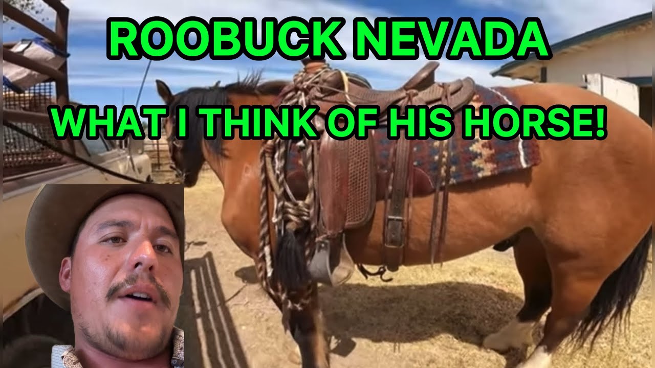 What I think of RooBuck Nevada’s horse! An in depth breakdown of build ...