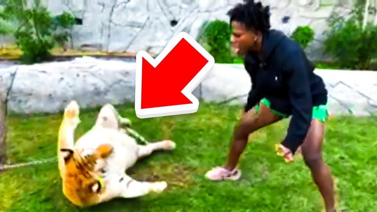 iShowSpeed Meets a TIGER For the FIRST Time.. - YouTube