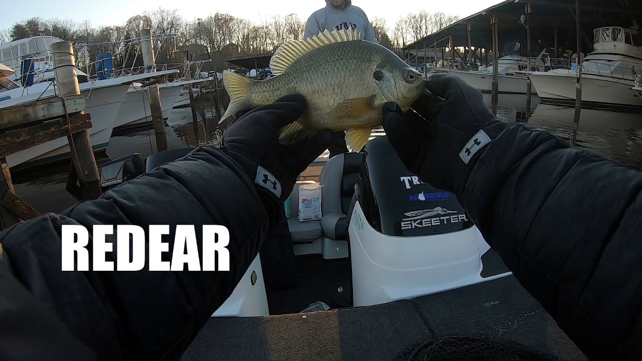 Big Redear Sunfish (NEW PB) Shellcracker - YouTube