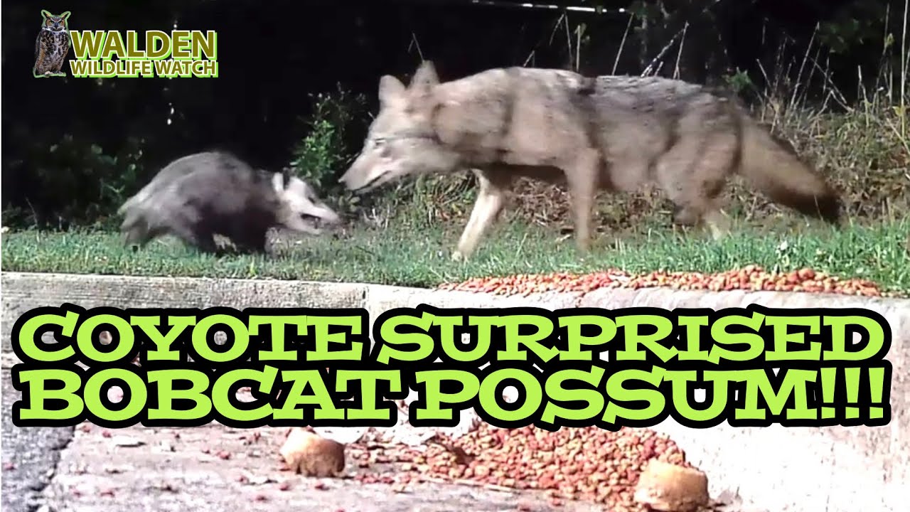 Coyote snuck up on bobcat possum but fox scrammed first! - YouTube