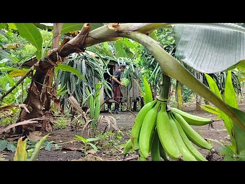Solo survival || panen kedua pisang tanduk jumbo dan membuat podok lebih tinggi