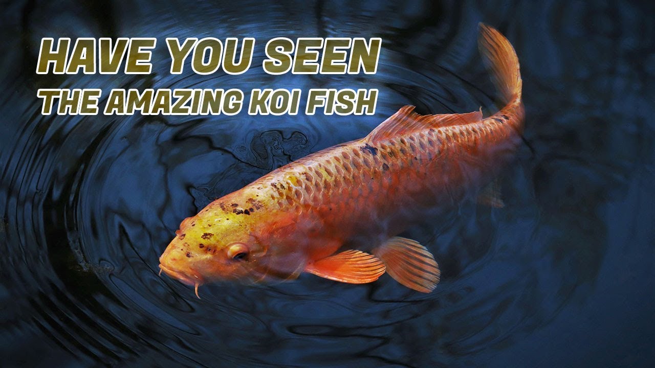 Have You Seen Koi Fish? Watch the Amazing Fish of Japan - YouTube