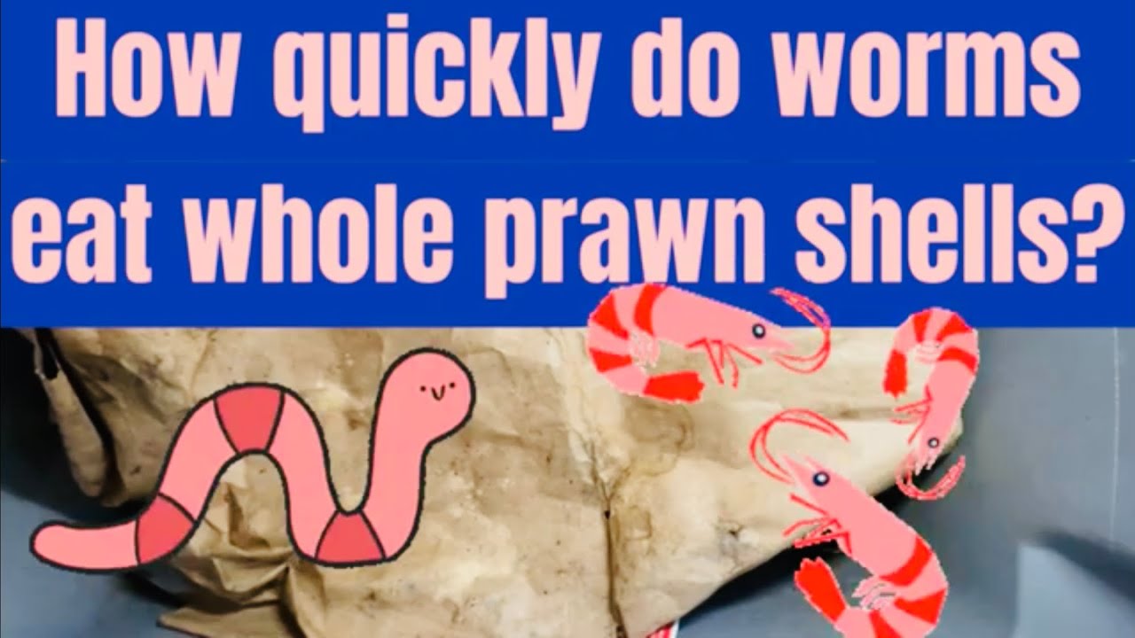 Time lapse – how quickly can a worm bin eat whole prawn shells? - YouTube