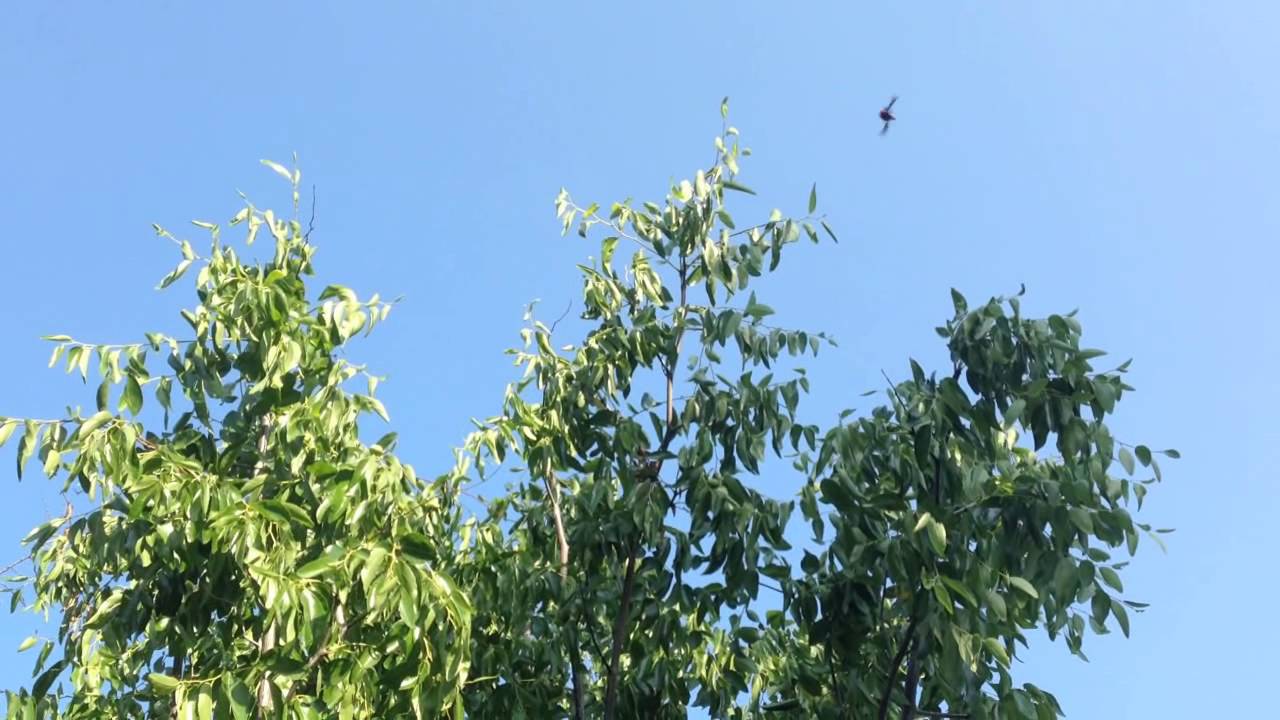 Swarming June Bugs - YouTube