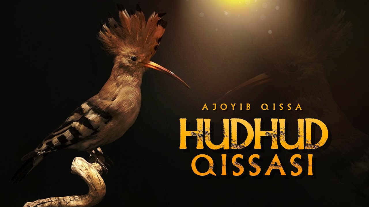 Hudhud qissasi | Ustoz Abdulloh Zufar - YouTube