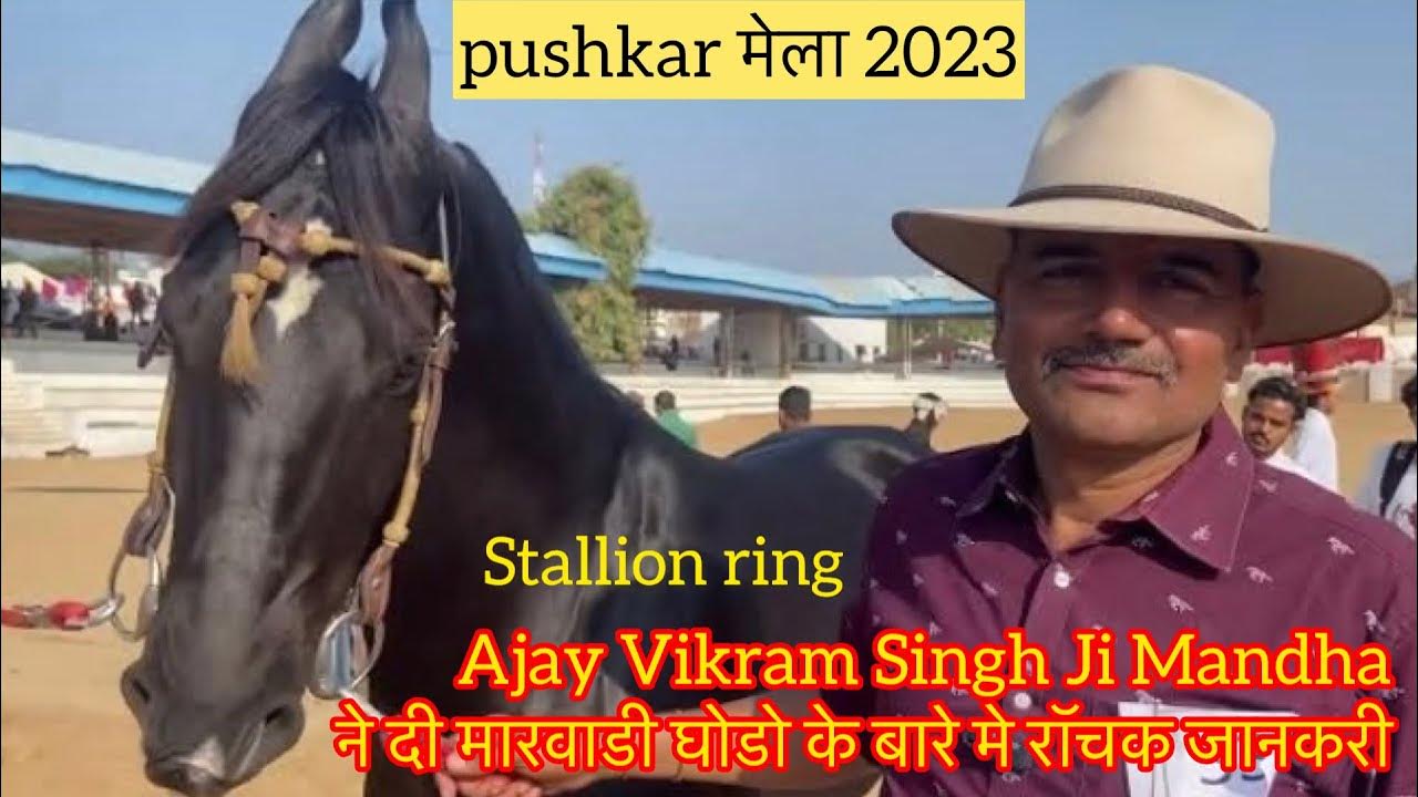 Pushkar mela2023 ‘’Ajay Vikram Singh Mandha,,रिंग मे लेकर आये एक खुबसुरत well mannered…STALLION ...