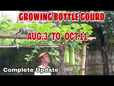 Very Easy Growing Bottle Gourd ( UPO ) Complete Update from Aug.3 to ...