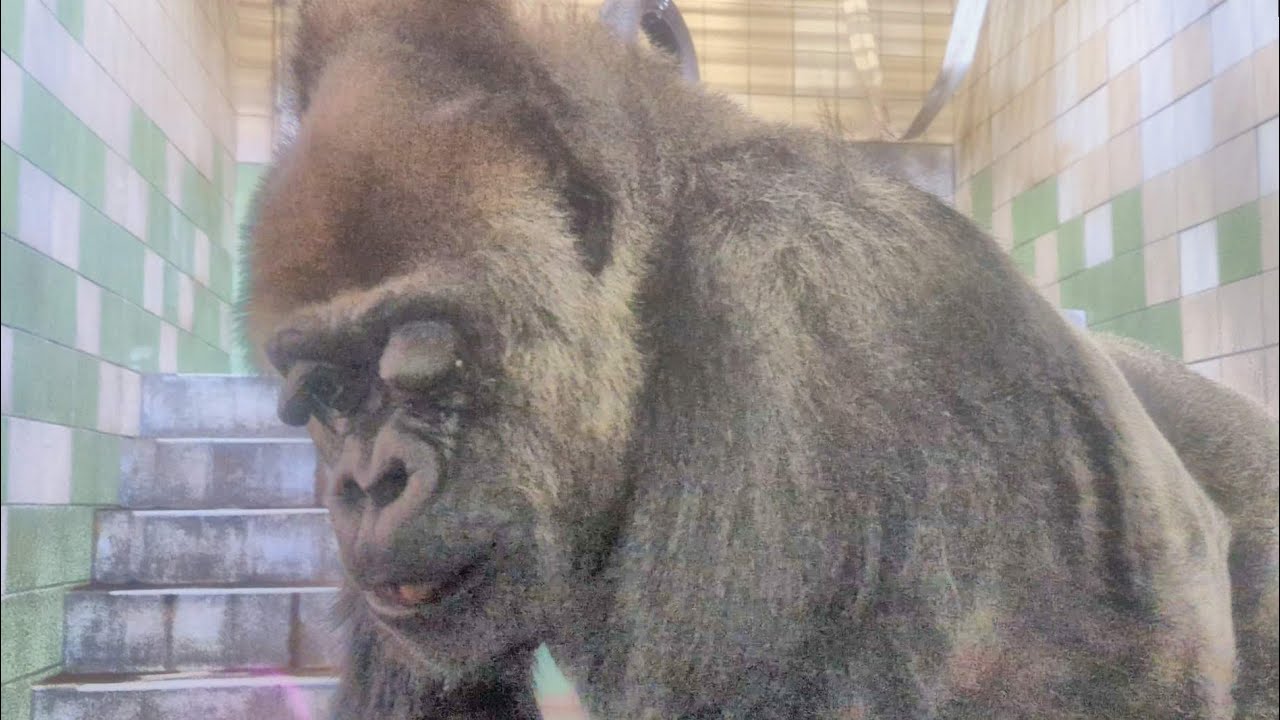 Shou, the gorilla, is very happy with his Christmas present. Silver ...