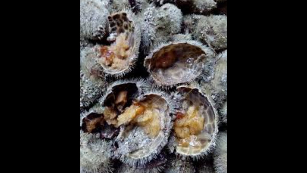 DAPAW-DAPAW (HAIR-RASH SEA URCHIN FAMILY) STA.CRUZ MALITBOG SOUTHERN ...