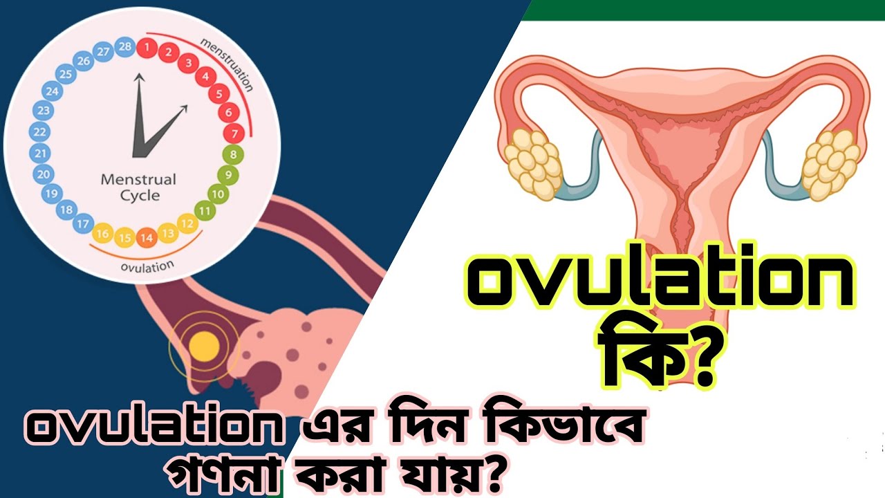 Ovulation কি?আর কখন এই ওভুলেশন হয়/what's ovulation?how to calculate ...