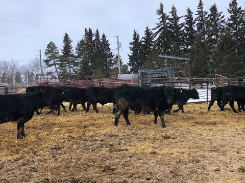 Garnier Custom Silaging 860# Steers - YouTube