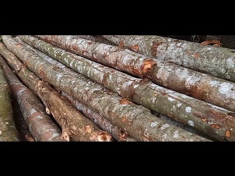 Seperti ini, perjuangan menuju sukses ( proses penggergajian kayu ...