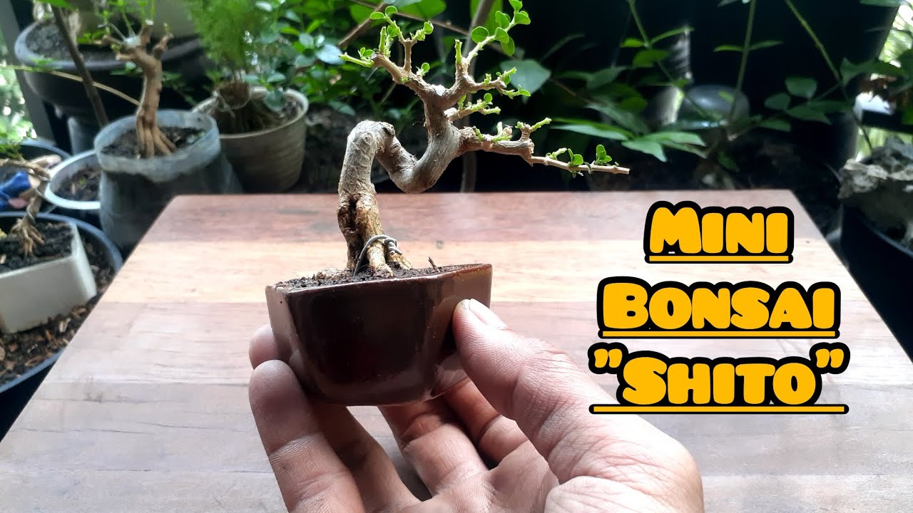 BONSAI SANCANG MINI NAIK POT KERAMIK KECIL #128 | bonsai shito - YouTube