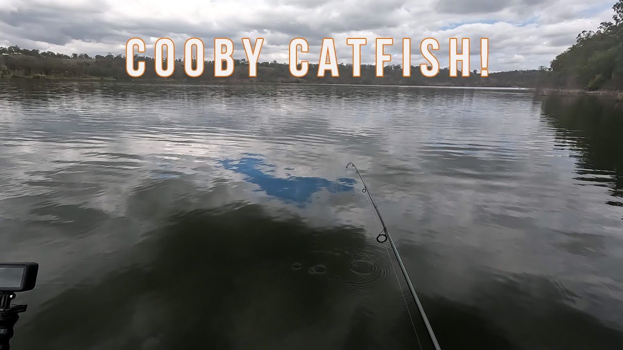 Cooby Dam Catfish. Freshwater Fishing! - YouTube