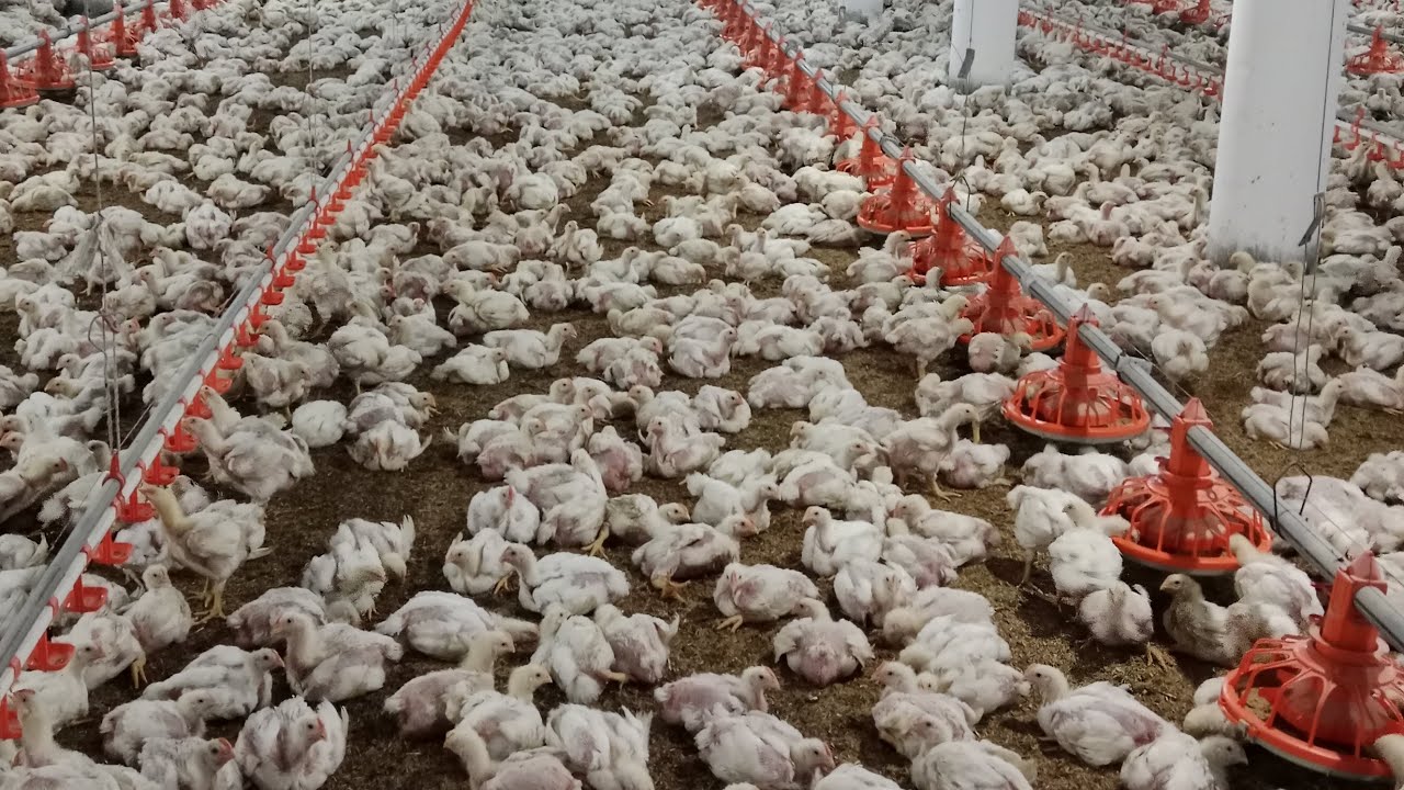 Today our chicks are 22 Days old in poultry farm | Hamara choza 22 din ...