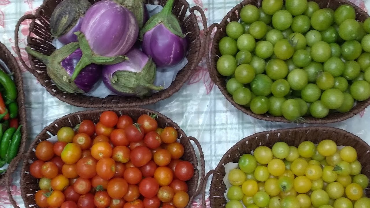 fresh baby tomatoes from farm - YouTube