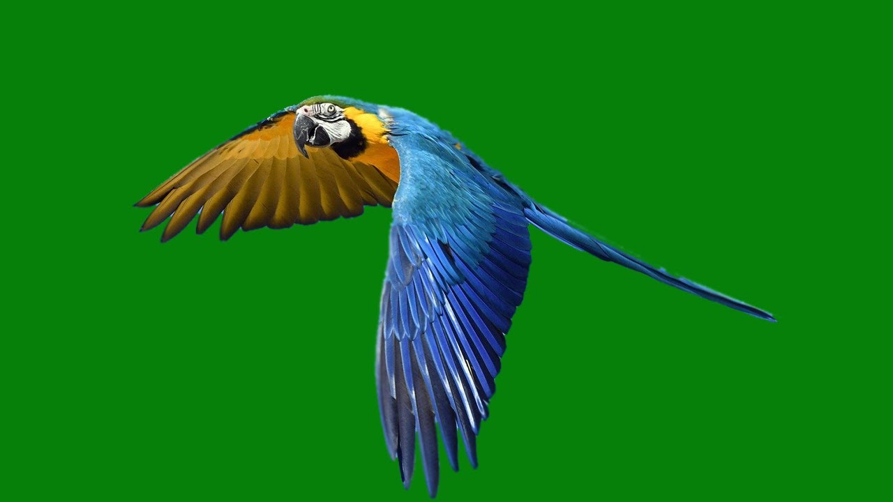 Green Screen Parrot flying video effect No copyright | Parrot flying ...
