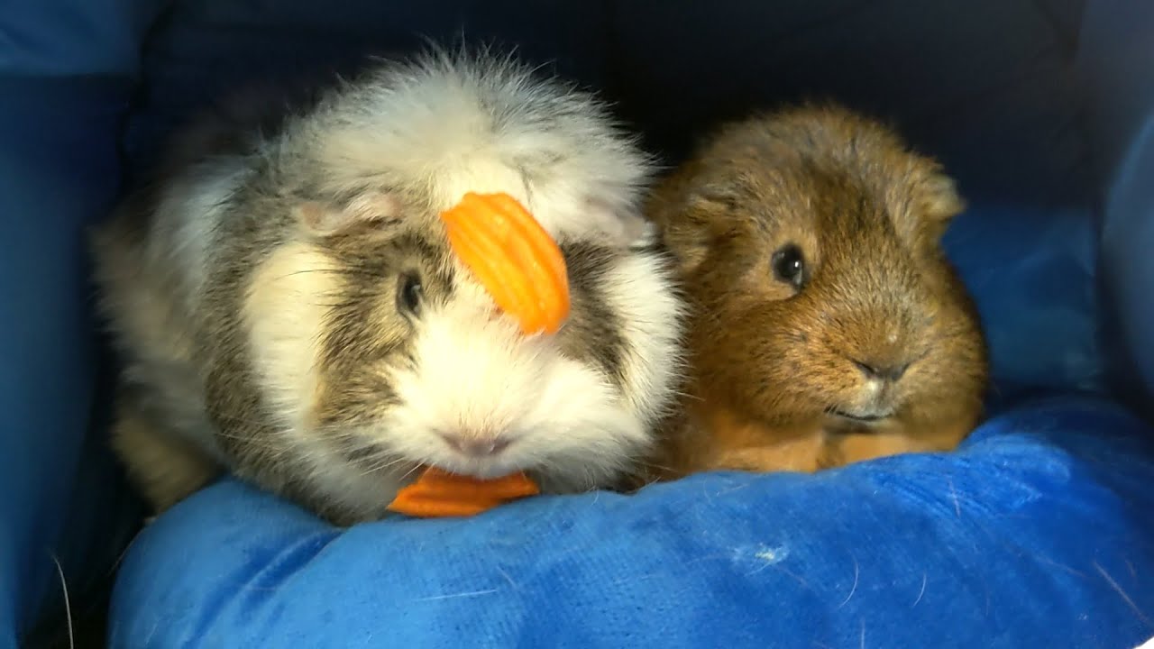 Look At These Two Cute Guinea Pigs! - YouTube