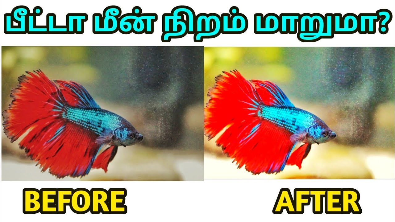 betta fish color Fading - YouTube