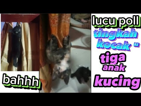 tingkah laku lucu anak kucing"manjat gorden - YouTube