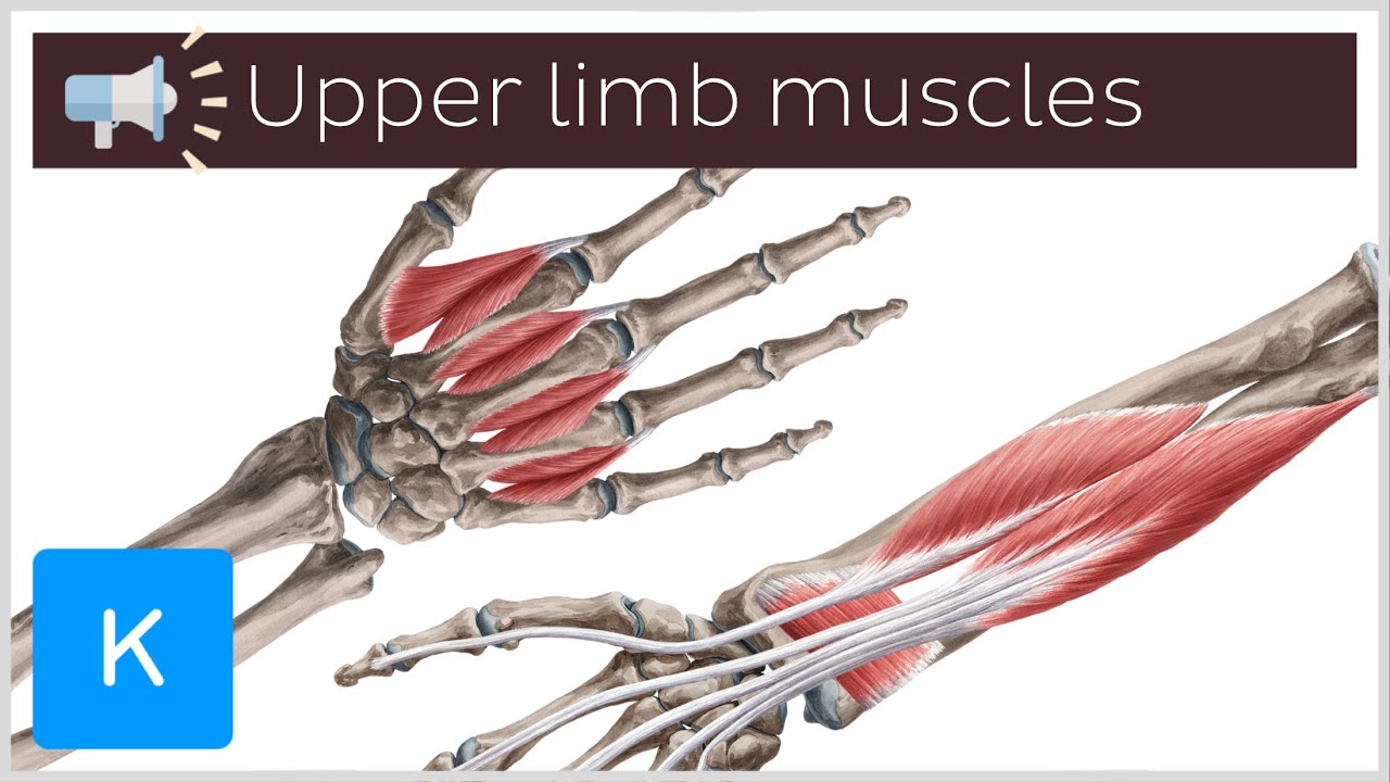 10 most difficult to pronounce upper limb muscles | Anatomical Terms ...