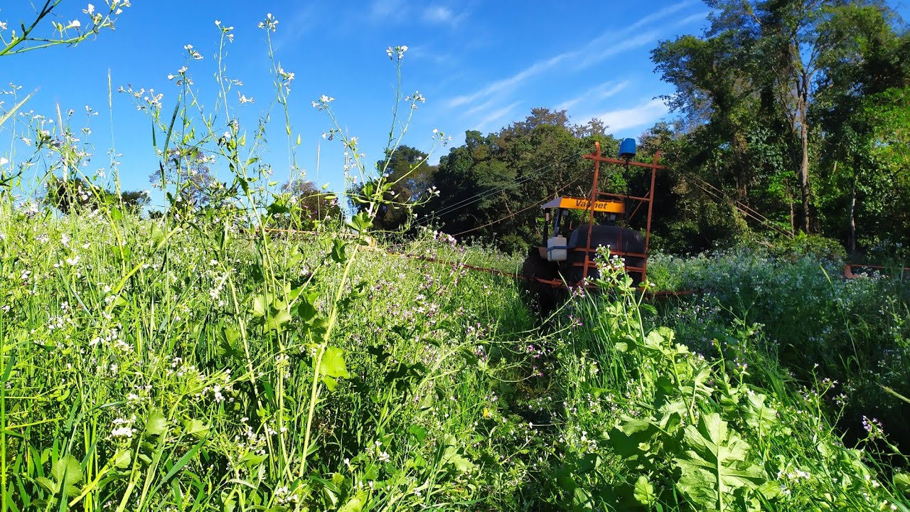Dessecação para plantio do milho silagem 🌽 - YouTube