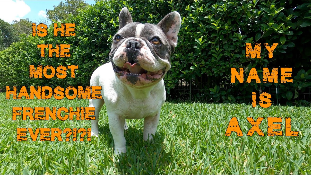 IS HE THE MOST HANDSOME FRENCHIE EVER - YouTube