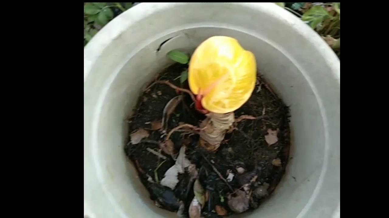 pasilip sa aking mini garden napabayaan @maryanevlogboholana2147 - YouTube