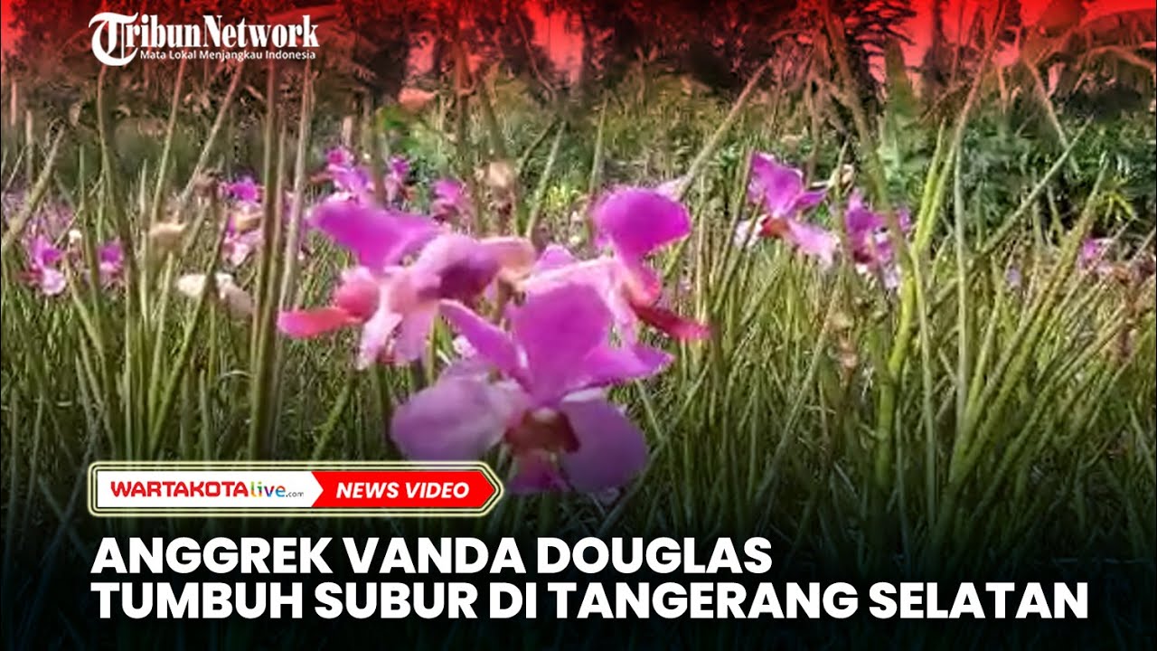 Anggrek Vanda Douglas Tumbuh Dengan Subur di Tangerang Selatan - YouTube