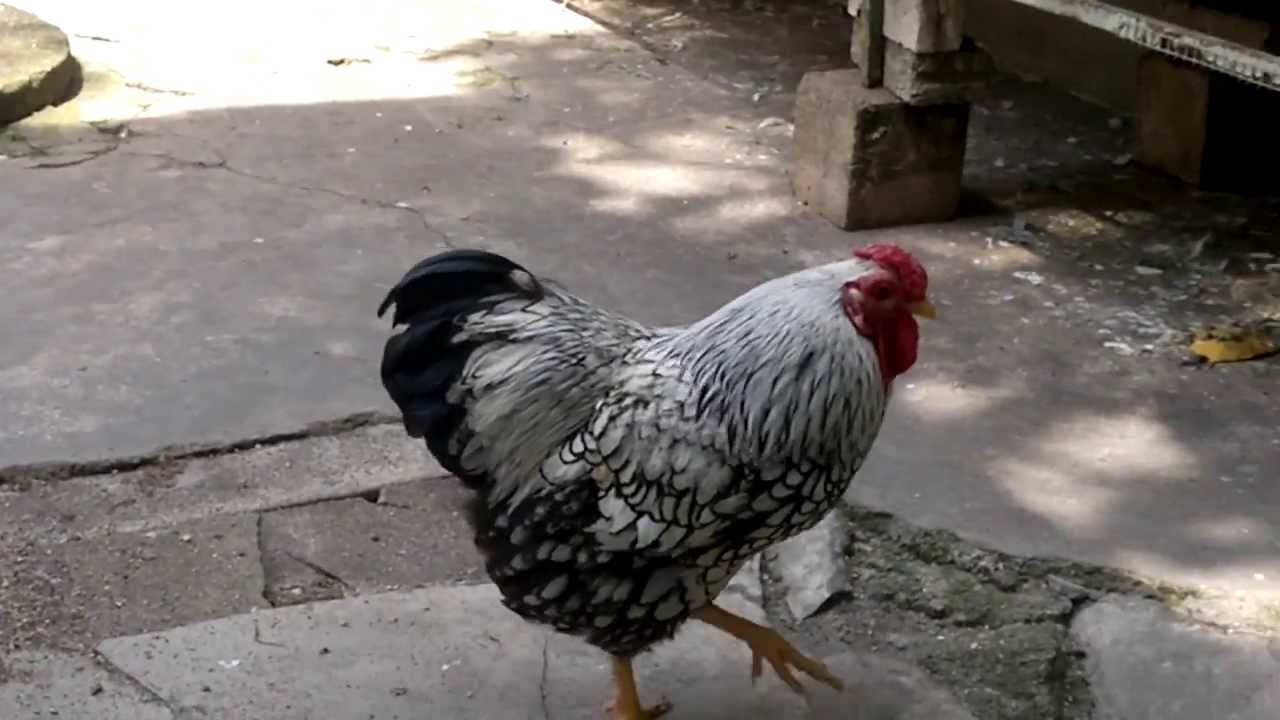 Silver Laced Brahma at Joshmitran Pet Aviarry Malaysia - YouTube
